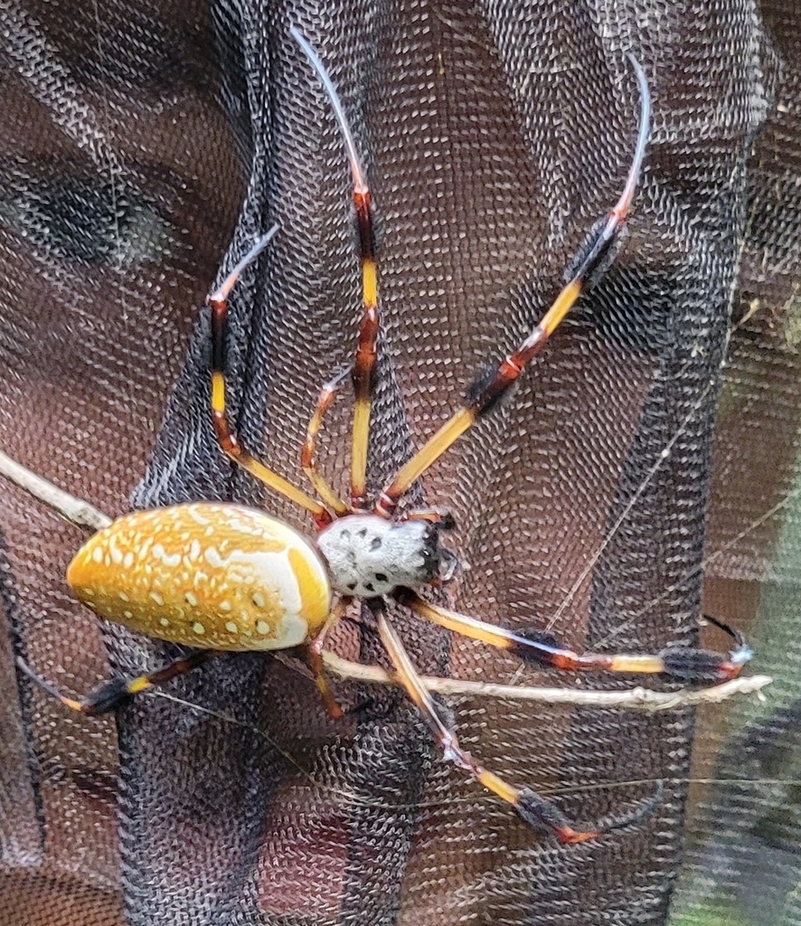 Golden Silk Spider from Long Dr @ Rupley Cir, Houston, TX 77087, USA on ...