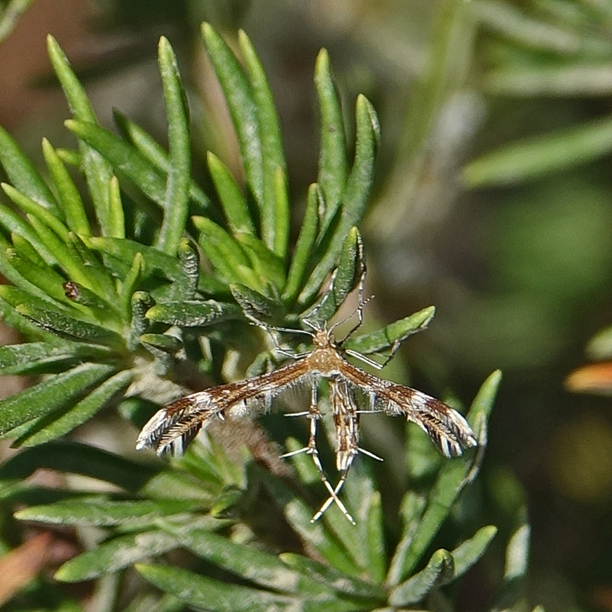 Gumweed Plume Moth from 18751 Laguna Canyon Rd, Laguna Beach, CA 92651 ...
