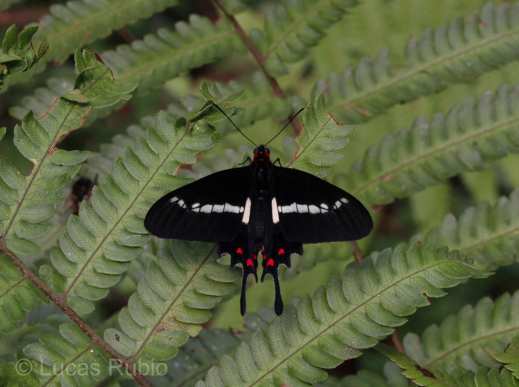 Parides agavus from Granja La Lechuza, Oberá, Misiones, Argentina on ...