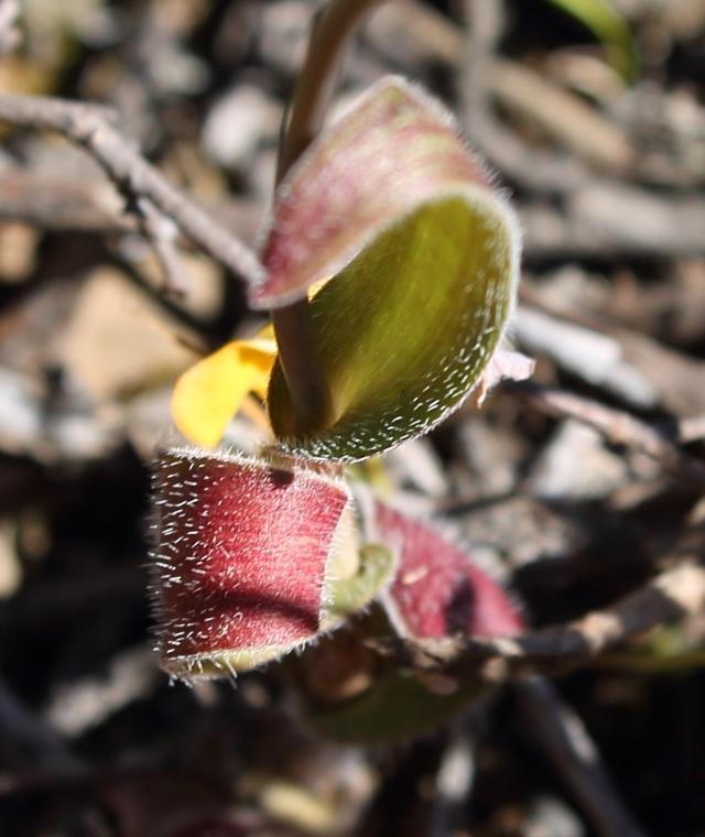 Ornithogalum hispidum subsp. hispidum