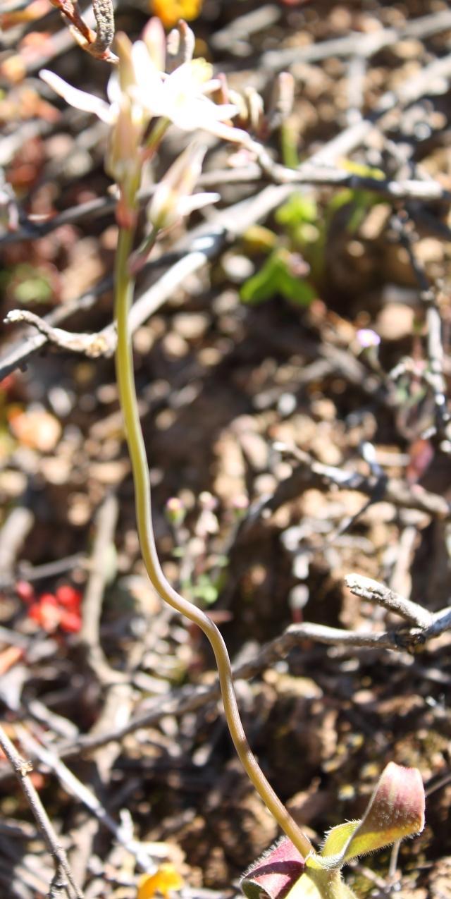Ornithogalum hispidum subsp. hispidum