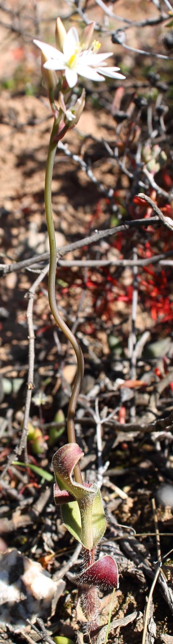 Ornithogalum hispidum subsp. hispidum