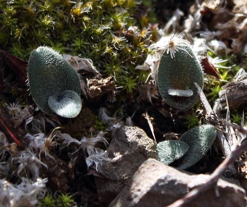 Ornithogalum hispidum subsp. hispidum