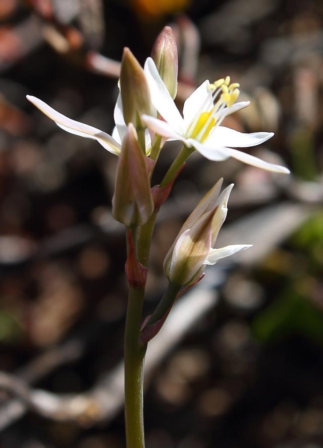 Ornithogalum hispidum subsp. hispidum