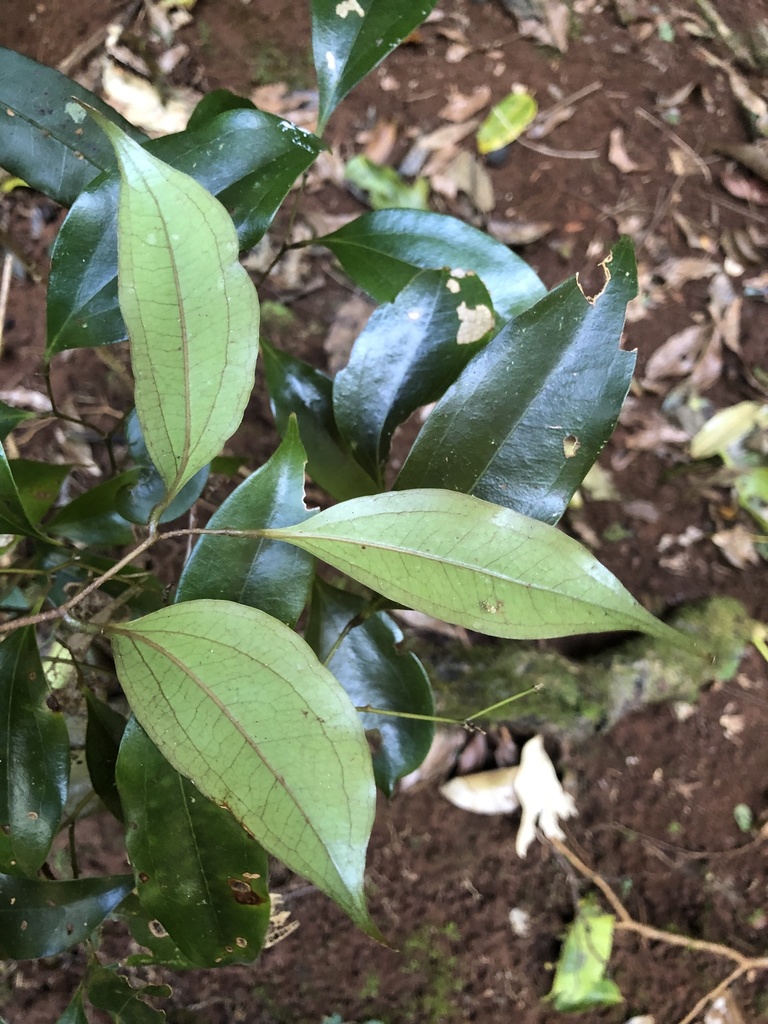 Glossy Laurel from Nightcap National Park, Whian Whian, NSW, AU on ...