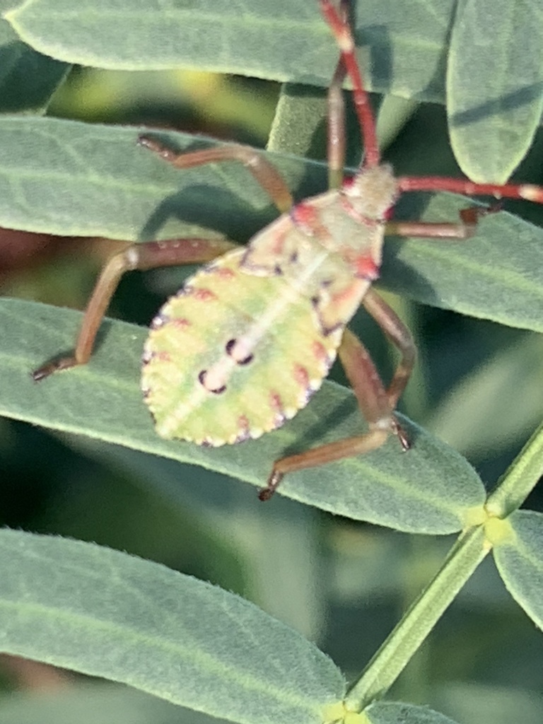 Mozena lunata from Corpus Christi, TX, US on August 27, 2021 at 07:08 ...