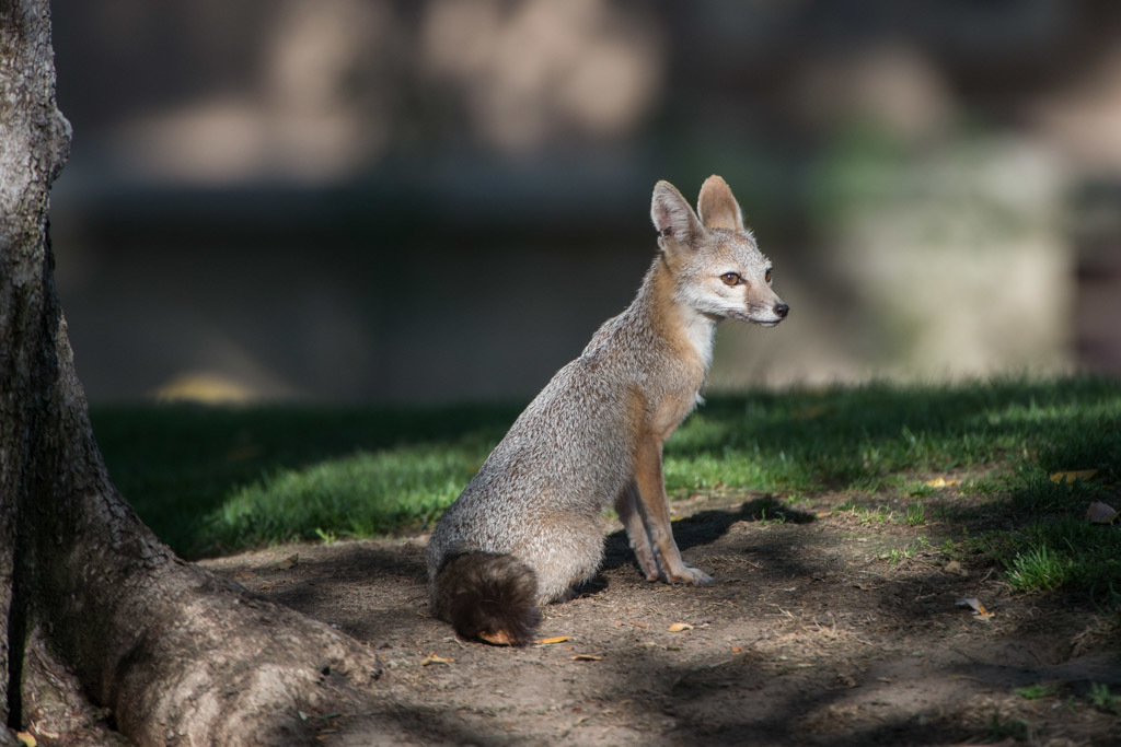Typical Foxes (Vulpes) - Know Your Mammals