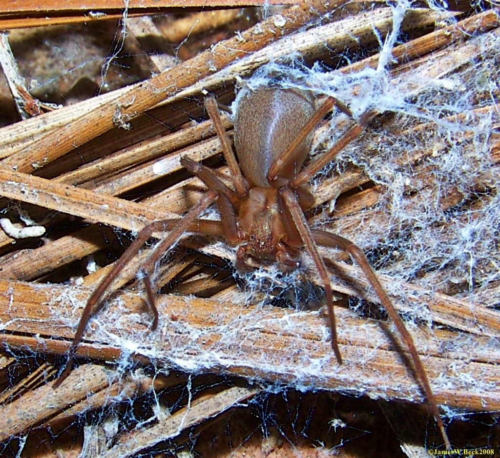 Brown Recluse from Kisatchie National Forest on May 17, 2008 by James W ...