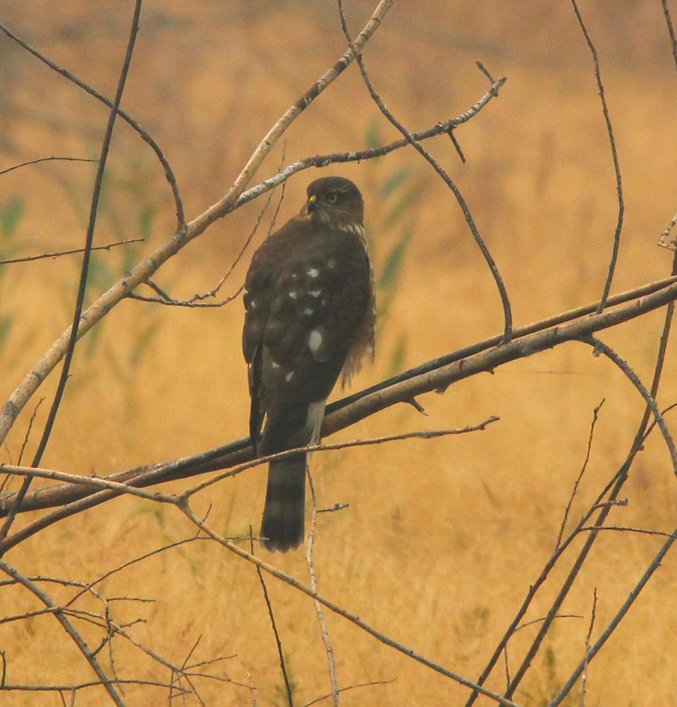Sharp-shinned Hawk from South Lake Tahoe, CA 96150, USA on August 27 ...
