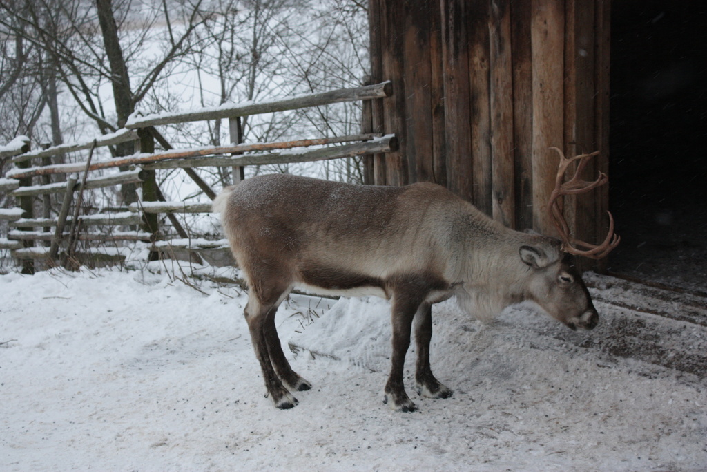 Mountain Reindeer (Rangifer tarandus tarandus) - Know Your Mammals