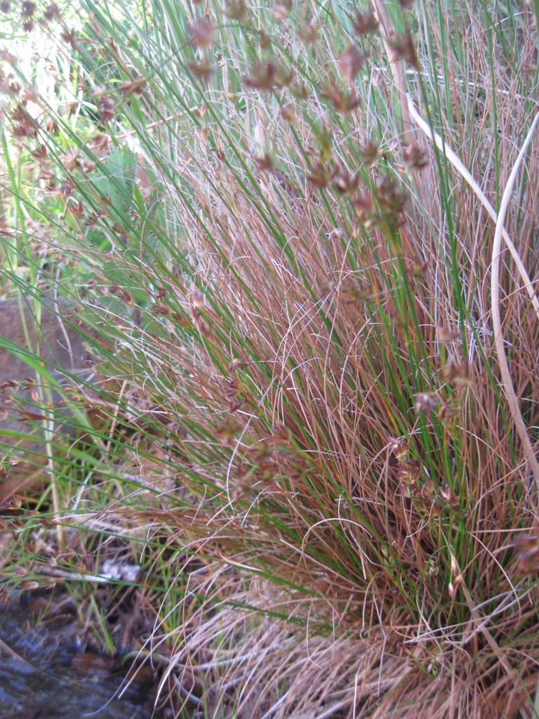Cape Rush from Contour Path, below Oppelskop, Devils Paek on December ...
