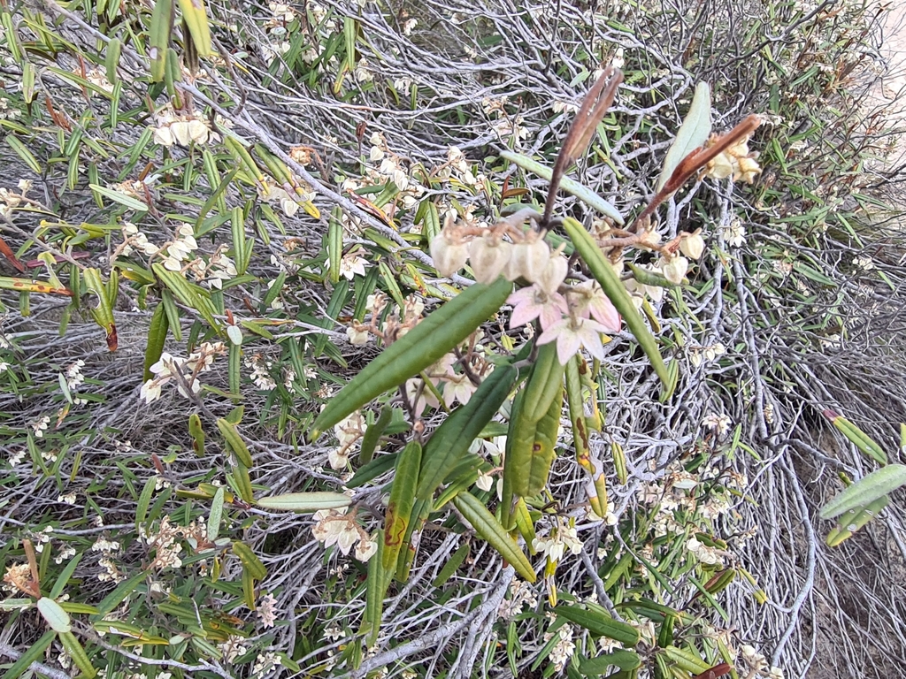 slender velvet-bush in August 2021 by Robert Lawrence · iNaturalist