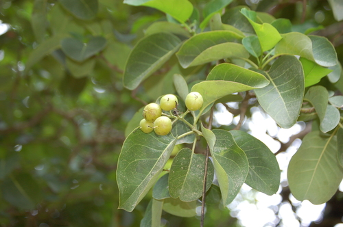 Nopo blanco (Cordia bicolor)