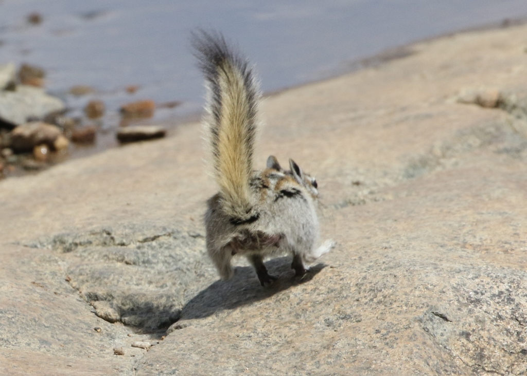 Alpine Chipmunk (Neotamias alpinus) - Know Your Mammals