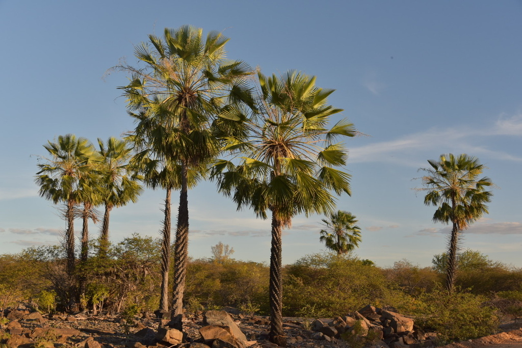 carnaúba palm (Copernicia prunifera) - Botanical Realm