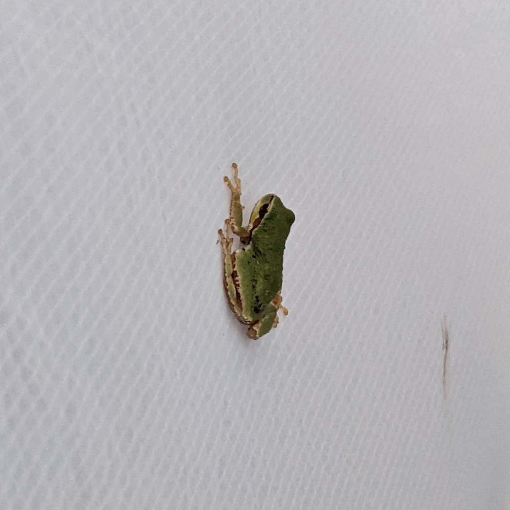Northern Pacific Tree Frog from Lund, BC V0N 2G0, Canada on August 26 ...