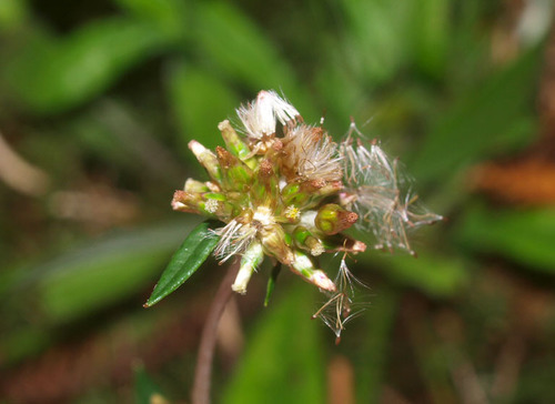 Father-and-child Plant (Euchiton japonicus) · iNaturalist