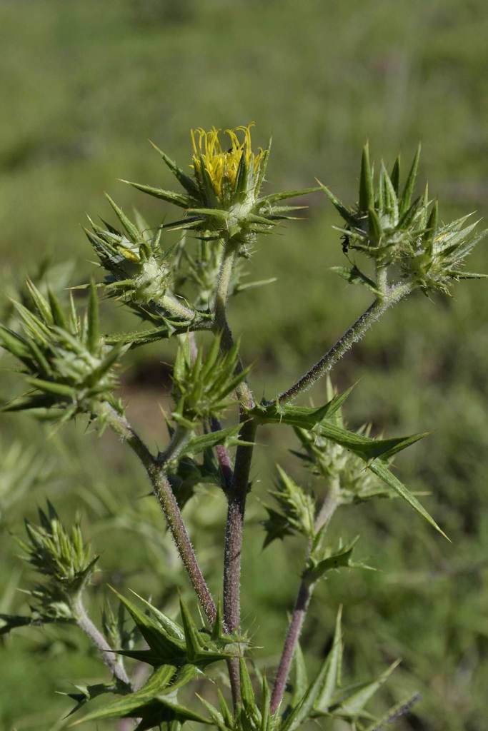 Weed African Thistle (Plants of the Tygerberg Nature Reserve) · iNaturalist