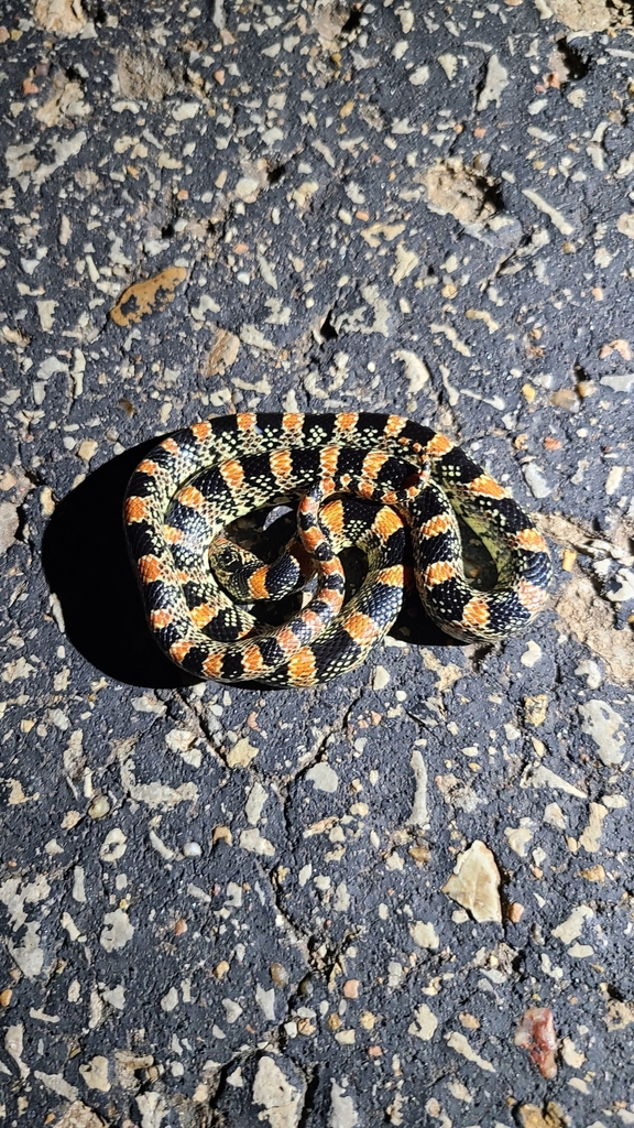 Long-nosed Snake in August 2021 by Brian Kilmer · iNaturalist
