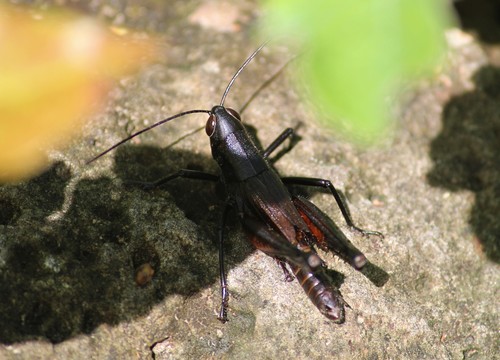 Boopedon empelios · iNaturalist