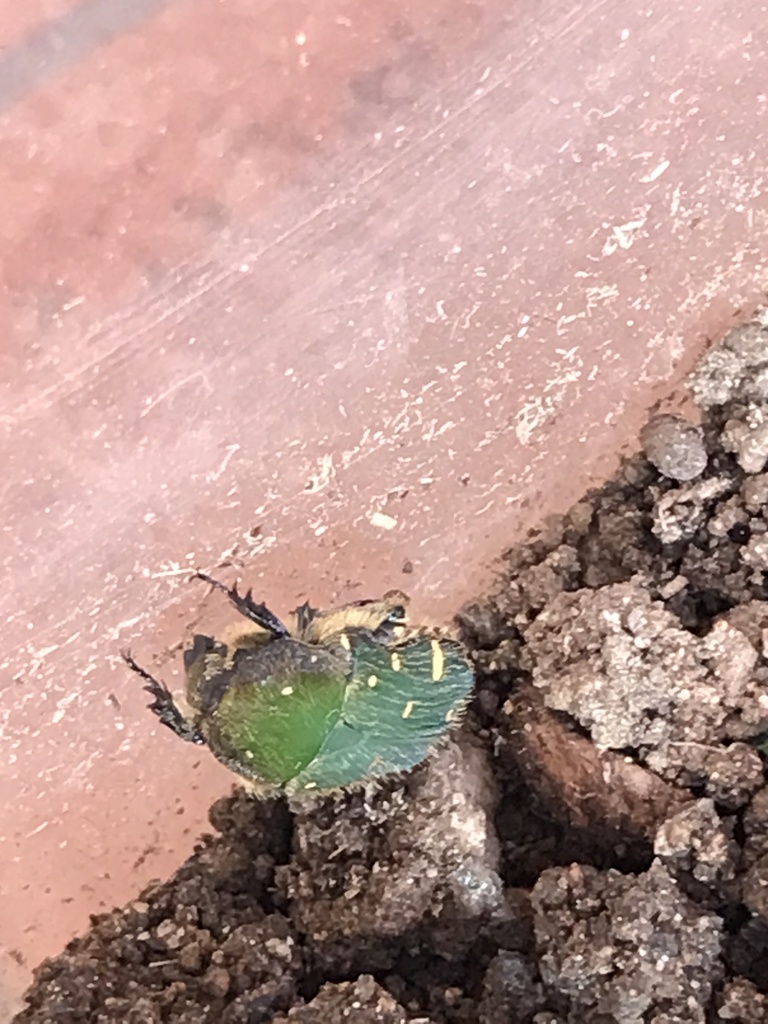 Blue Flower Chafer from 青戸, 大飯郡高浜町, 福井県, JP on August 28, 2021 at 11:25 ...