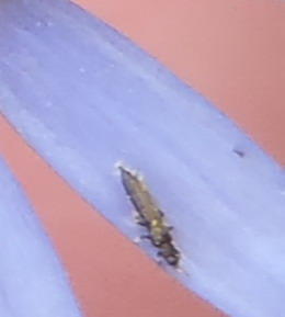 Thrips from Waboomsberg on February 28, 2014 by Nicola van Berkel ...