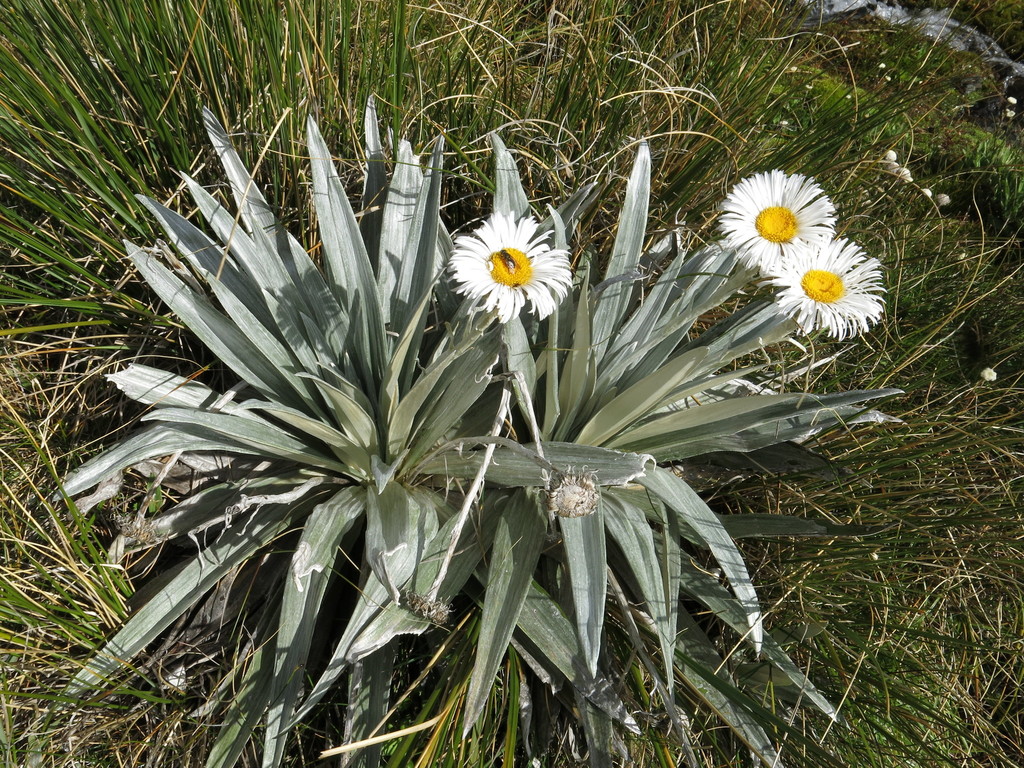 Large Mountain Daisy (Celmisia semicordata stricta) - Botanical Realm
