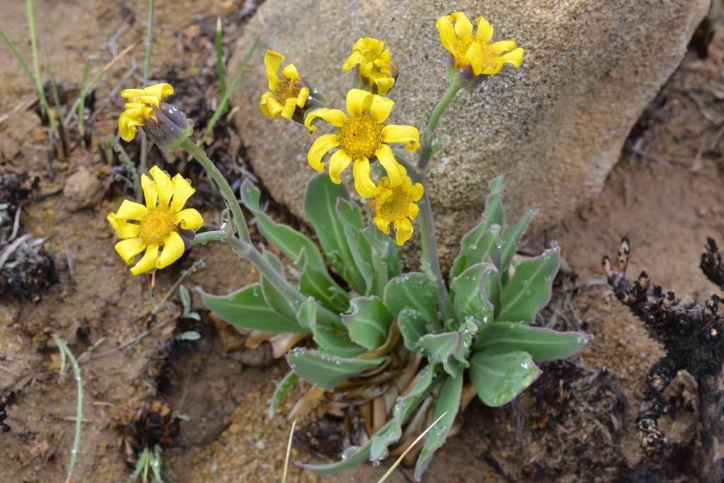 Natal Babooncabbage (Othonna natalensis) - Botanical Realm