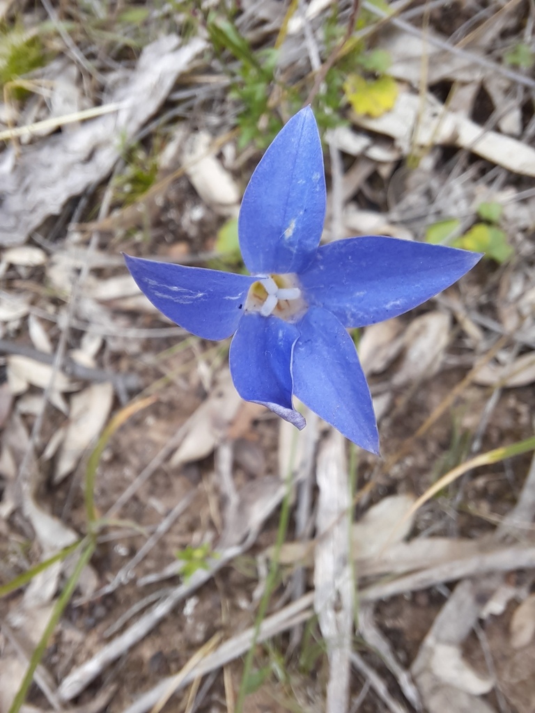 Australian bluebell from Rocklands VIC 3401, Australia on November 14 ...