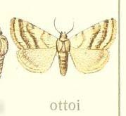 Aegle ottoi · iNaturalist