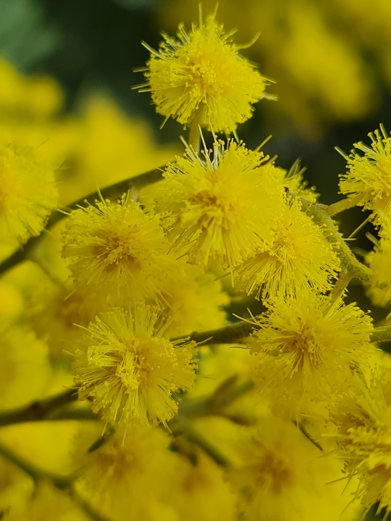 Silver wattle from Belfast, Christchurch, New Zealand on August 28 ...