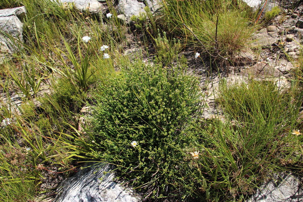 Thesium schumannianum from Wildepaardeberg hike Middelberg waterfall to ...