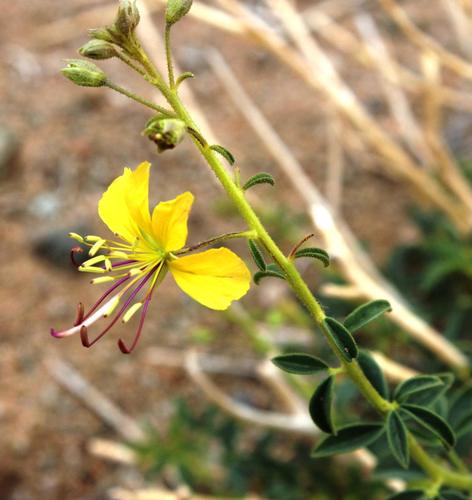 Yellow Leafy Spindlepod (Variety Cleome foliosa lutea) · iNaturalist