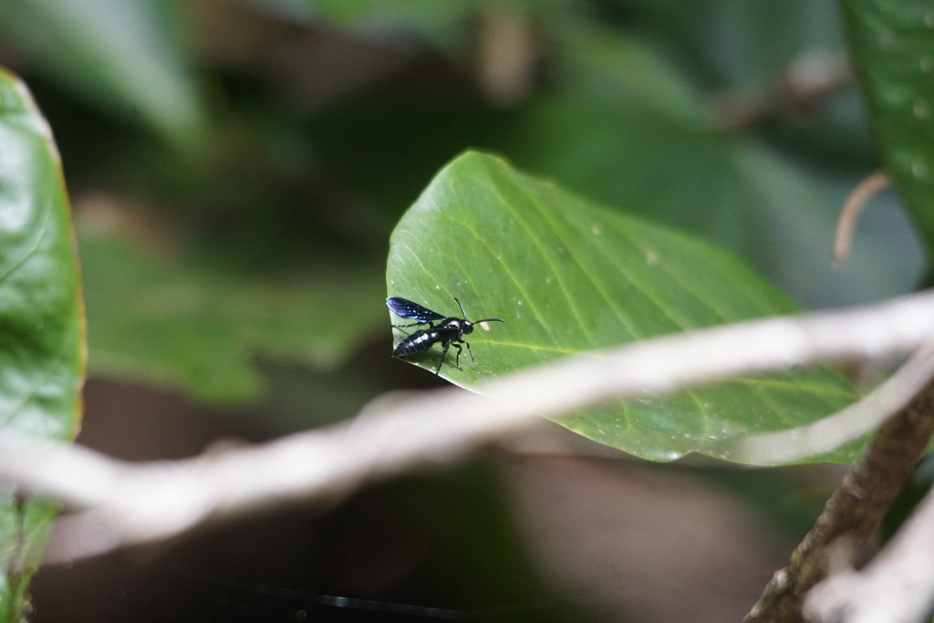 Austroscolia from Somerset QLD 4876, Australia on August 16, 2021 at 12 ...