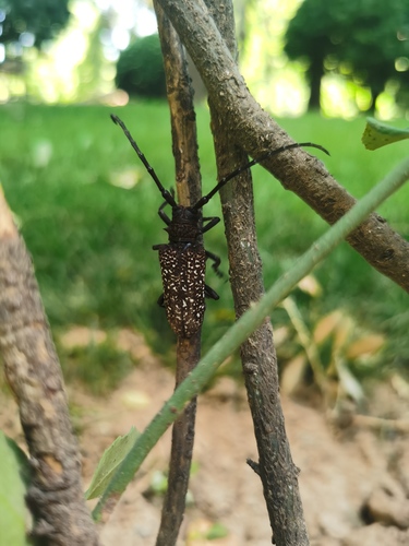 Apriona swainsoni · iNaturalist
