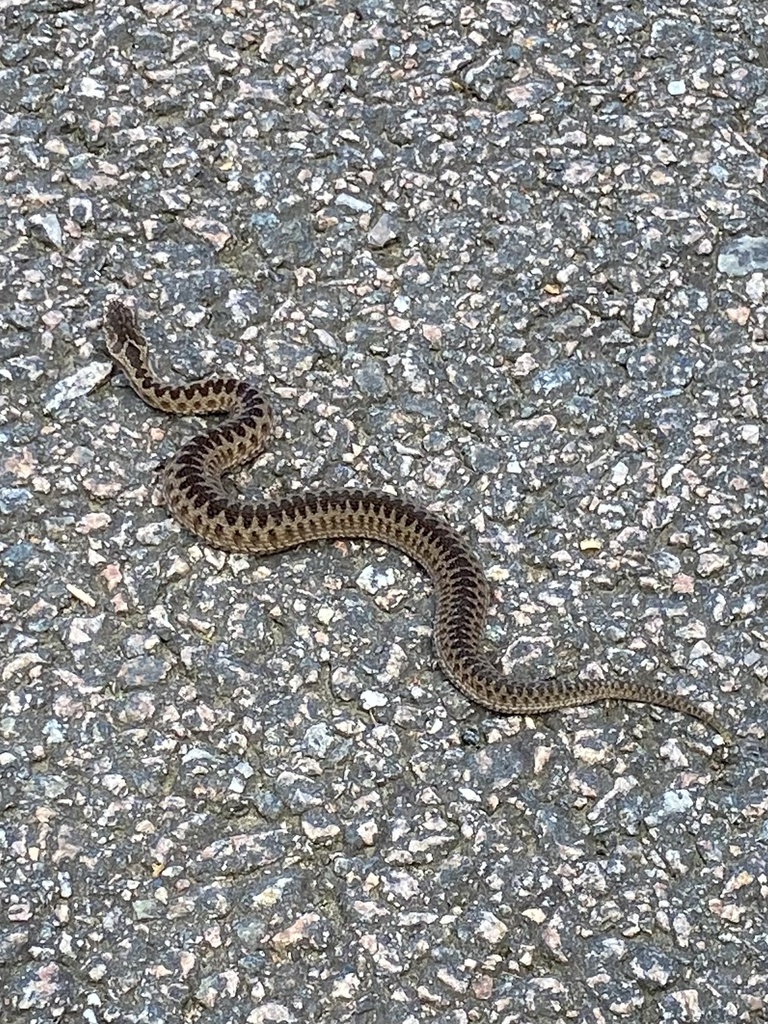 Adder from Gunnilsevägen, Göteborg, Västra Götaland, SE on August 23 ...