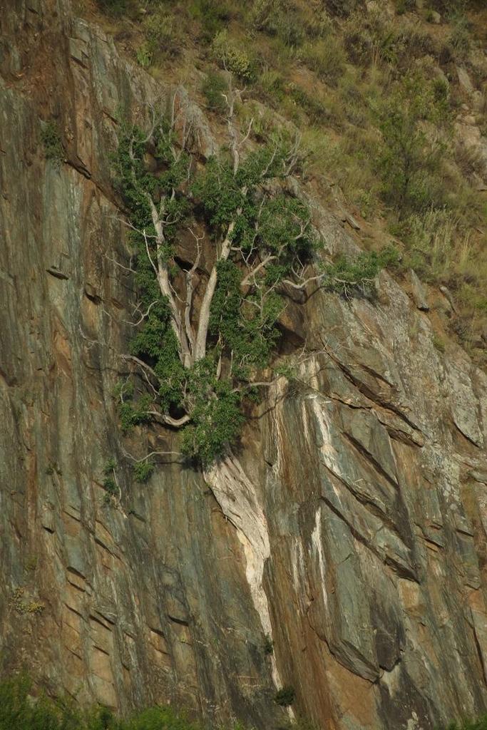 Namaqua Fig in December 2013 by Brian du Preez. Ficus cordata ...