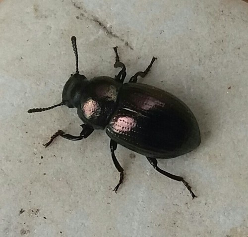 Genus Gnesis · iNaturalist