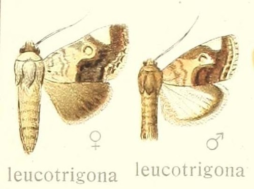 Acontia leucotrigona · NaturaLista Colombia