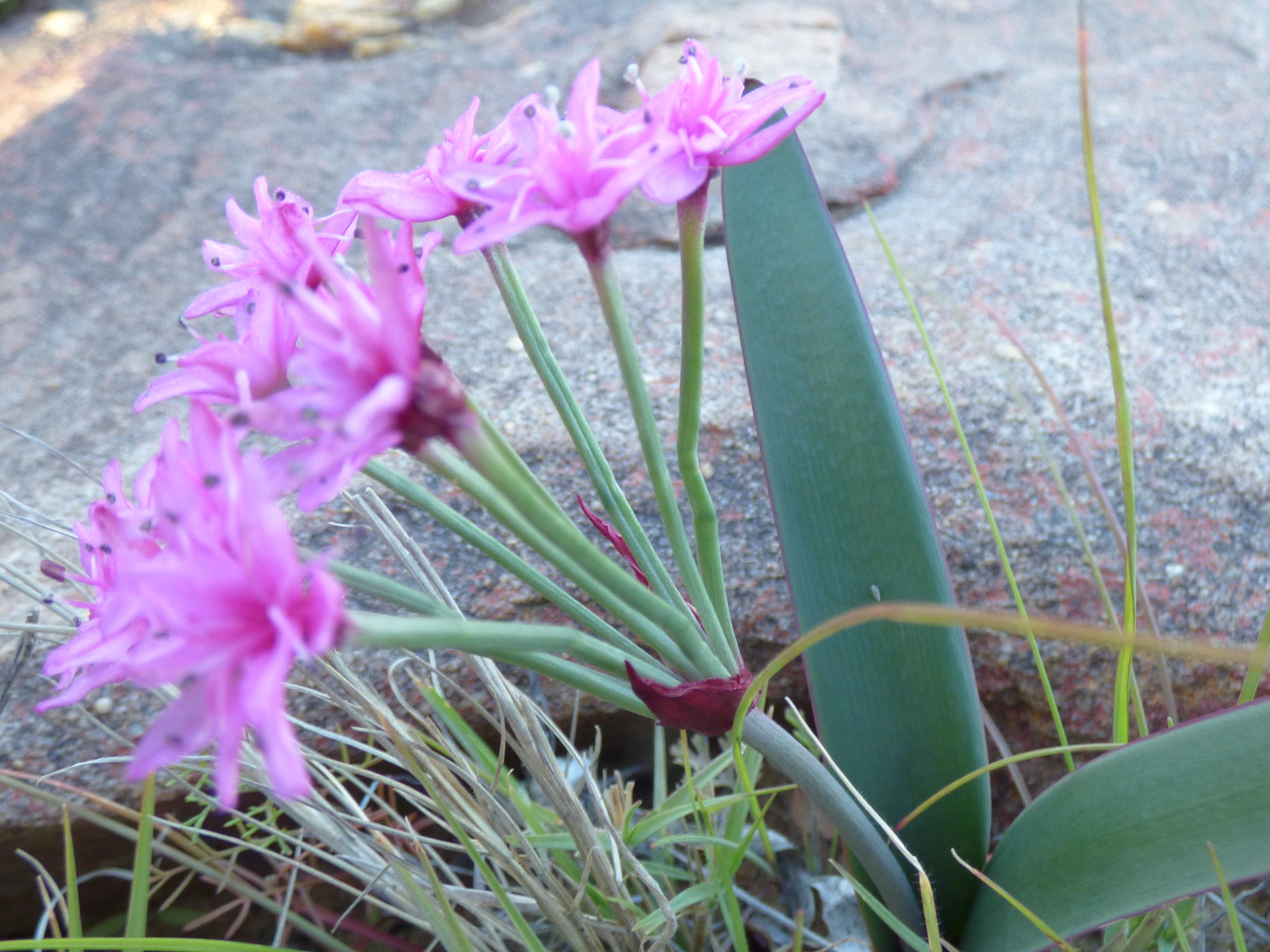 Hessea breviflora Herb.