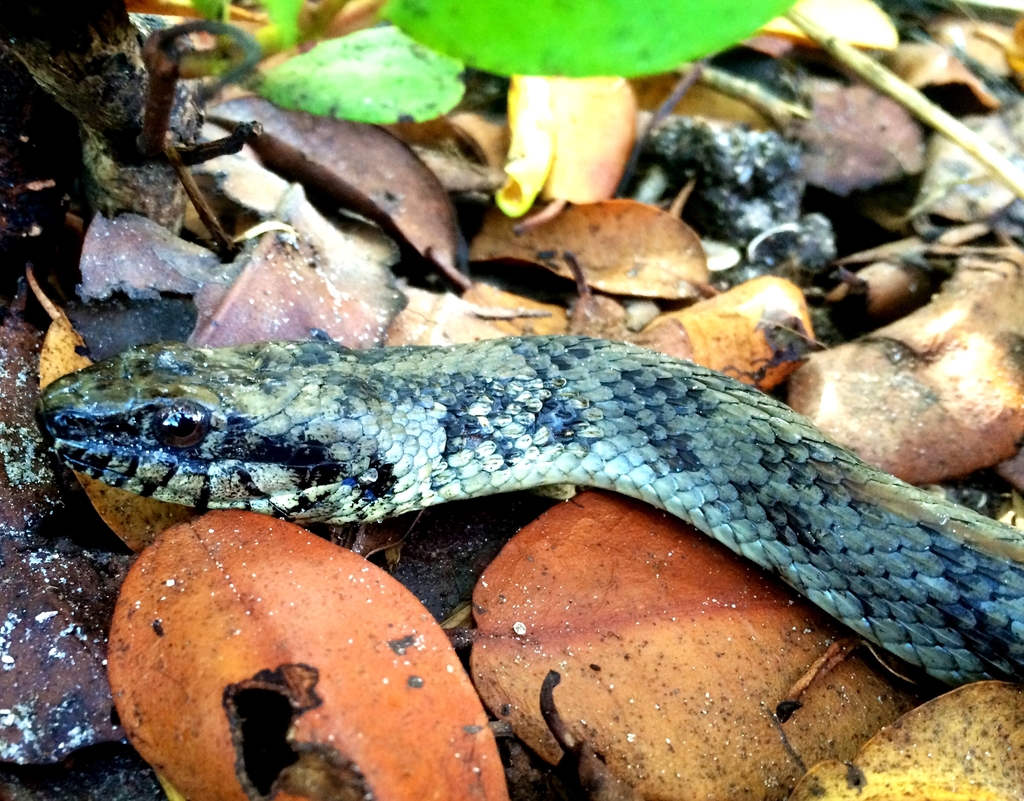 Mangrove Saltmarsh Snake (Nerodia clarkii compressicauda) - Snakes and ...