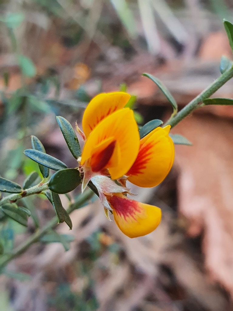 golden bush-pea (Pultenaea gunnii) - Botanical Realm
