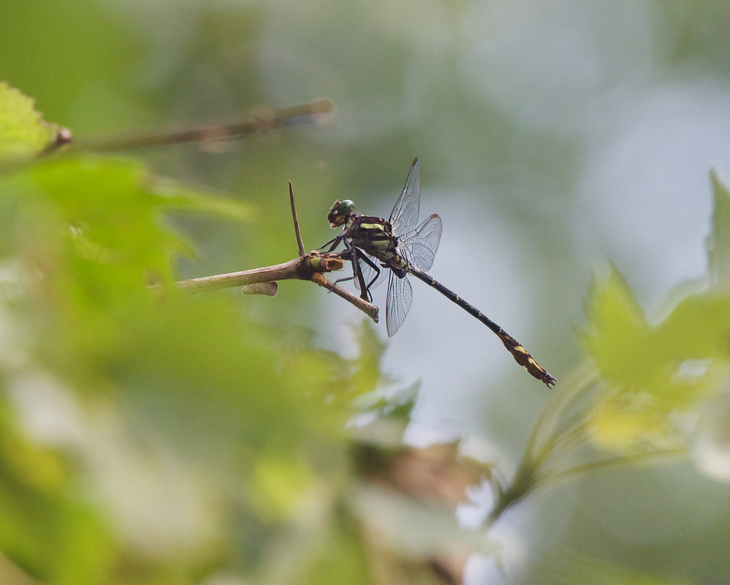 Arrow Clubtail from Stark County, OH, USA on August 13, 2021 at 02:53 ...