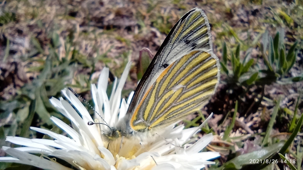Common White Tatochila from Pujili, Ecuador on August 26, 2021 at 02:18 ...