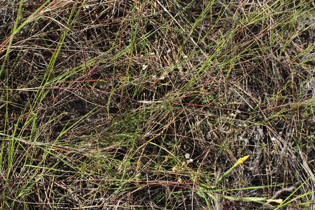 Tall Spookasem from Greyton river commonage on September 21, 2013 by ...