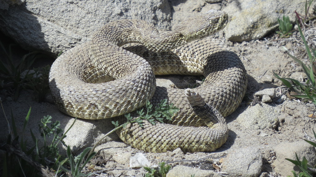 Prairie Rattlesnake from L Bear Canyon Rd, MT, USA on April 15, 2017 at ...