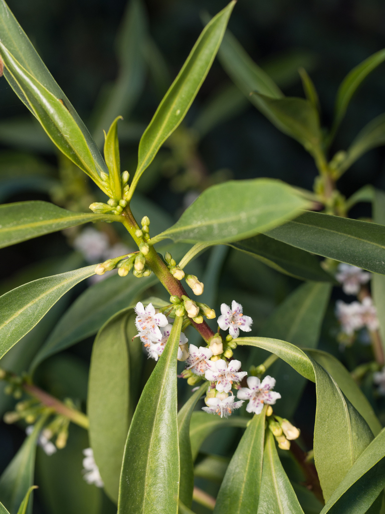 water bush (Logan Plants for Attracting Small Birds) · iNaturalist