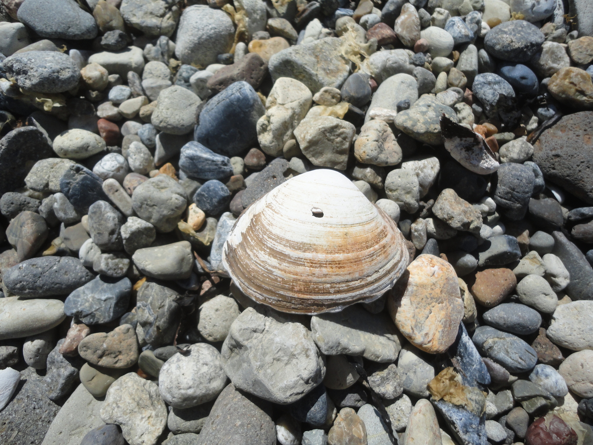 Spisula sachalinensis (Schrenck, 1862)