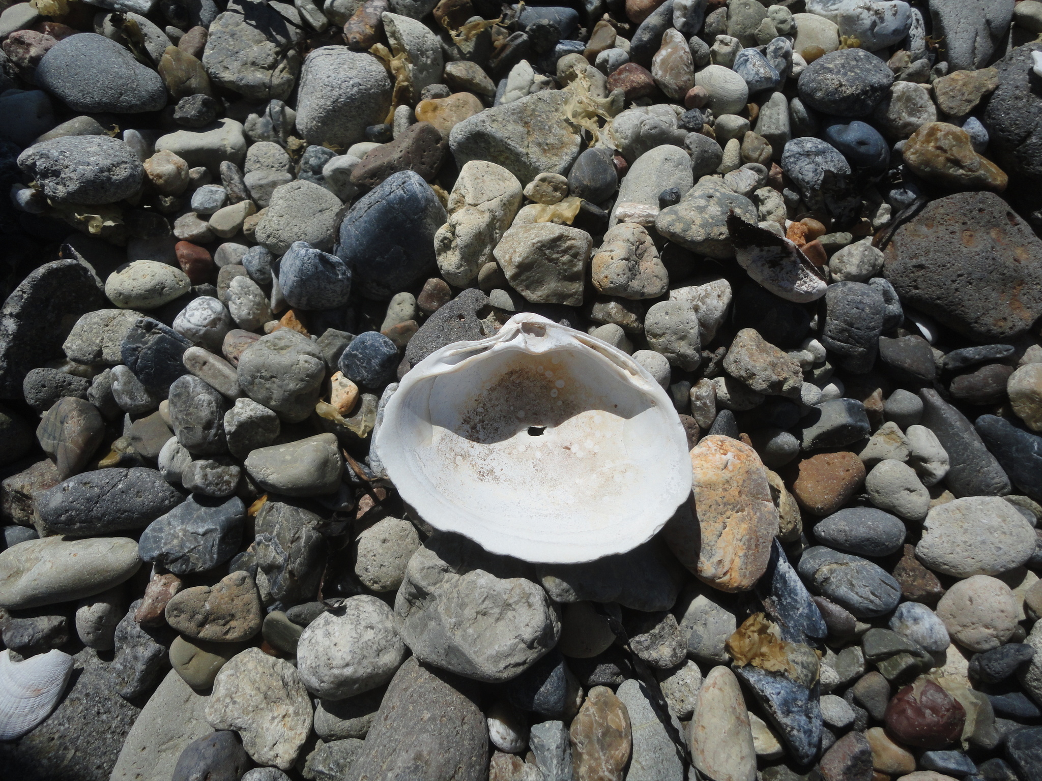 Spisula sachalinensis (Schrenck, 1862)