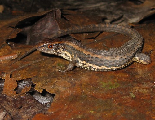Amazonian Shade Lizard (Alopoglossus amazonius) · iNaturalist